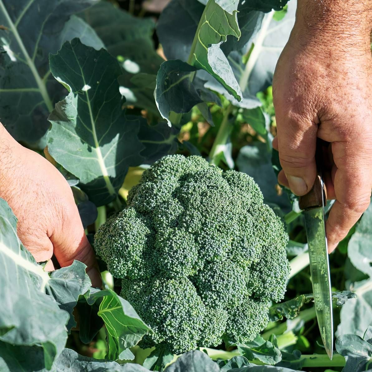 Tips & Information about Broccoli | Gardening Know How