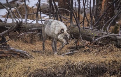 Jack Wolfskin begins working with real wild wolves | T3