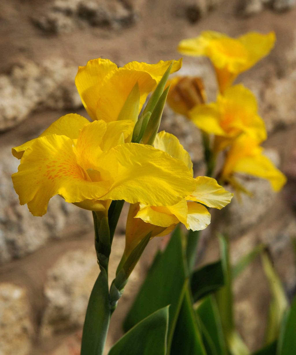 Yellow flowers: 16 pretty picks for your backyard | Gardeningetc