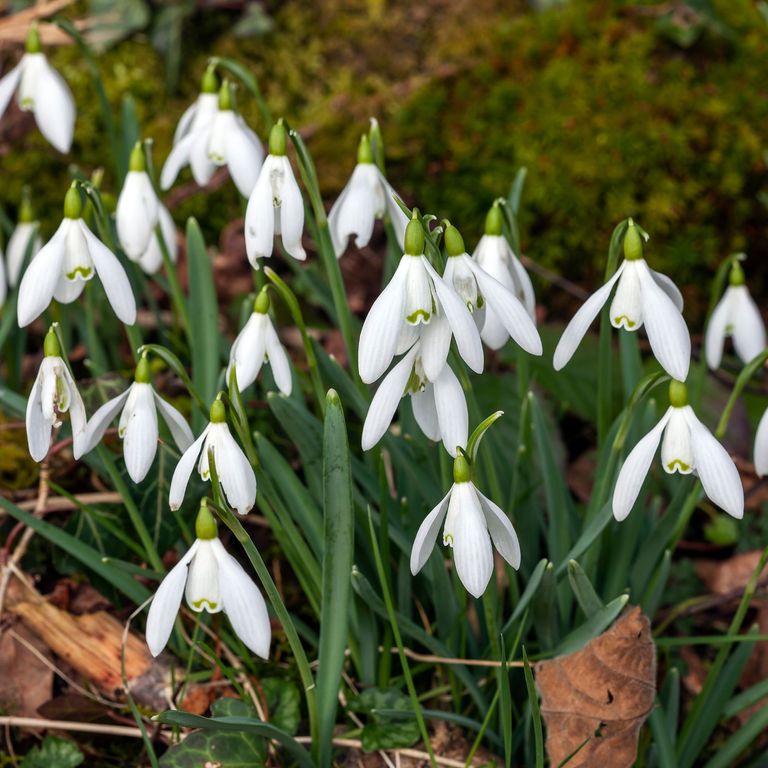 The 5 prettiest snowdrop varieties for stunning displays | Ideal Home