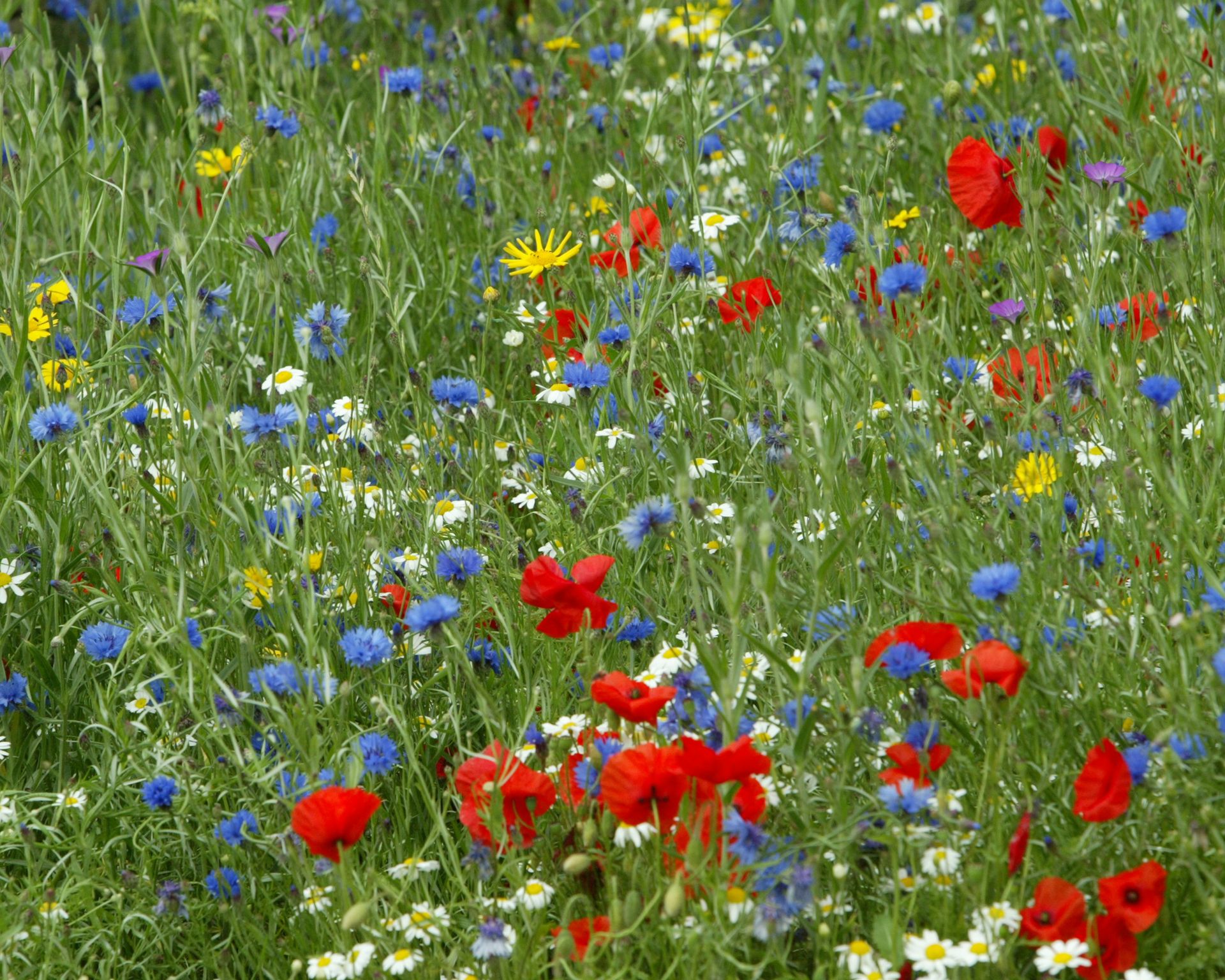 When to cut a wildflower meadow and what to do | Gardeningetc