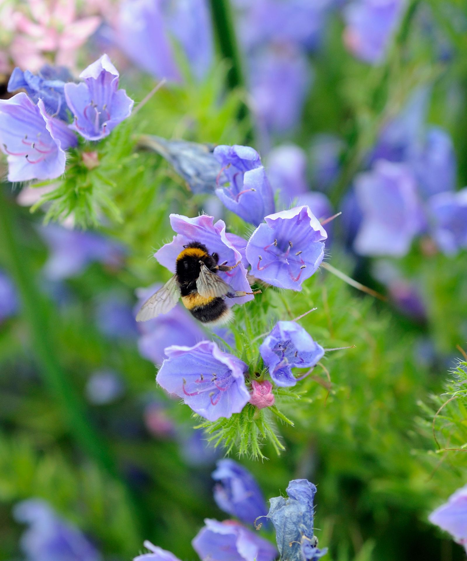South facing garden ideas: How to embrace a sun-filled backyard | Homes ...