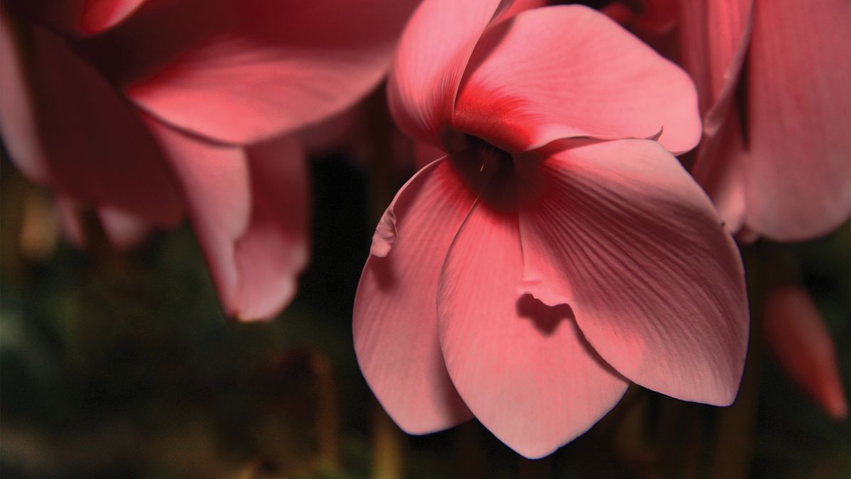 Get more from your camera's built-in flash | Digital Camera World