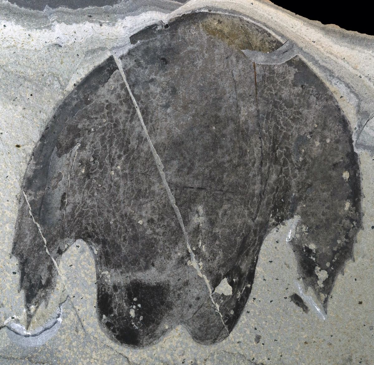 Photos: 'Millennium Falcon' Predator Hunted Seas Half A Billion Years ...