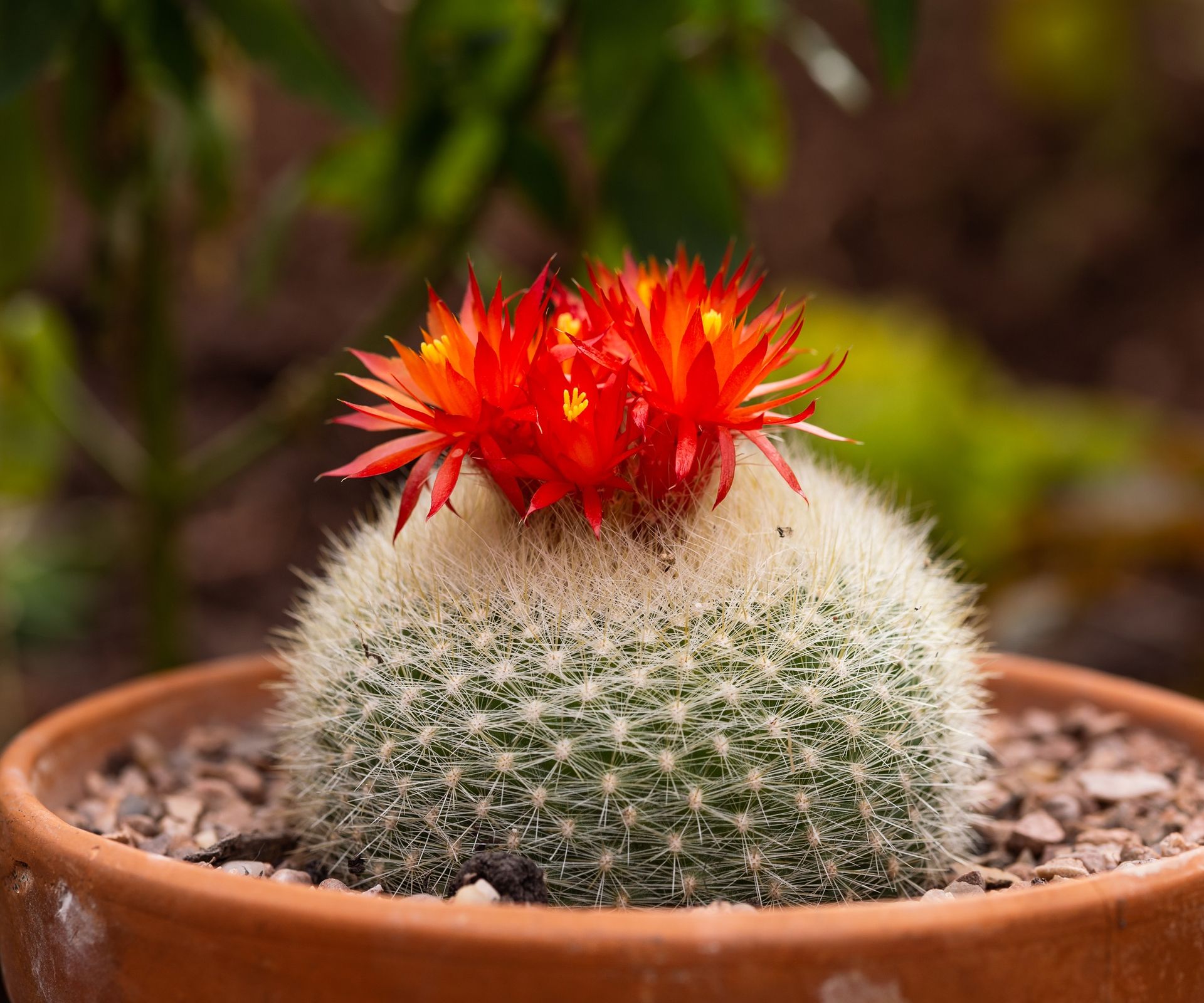 Best flowering cacti: 8 stunning varieties | Homes and Gardens