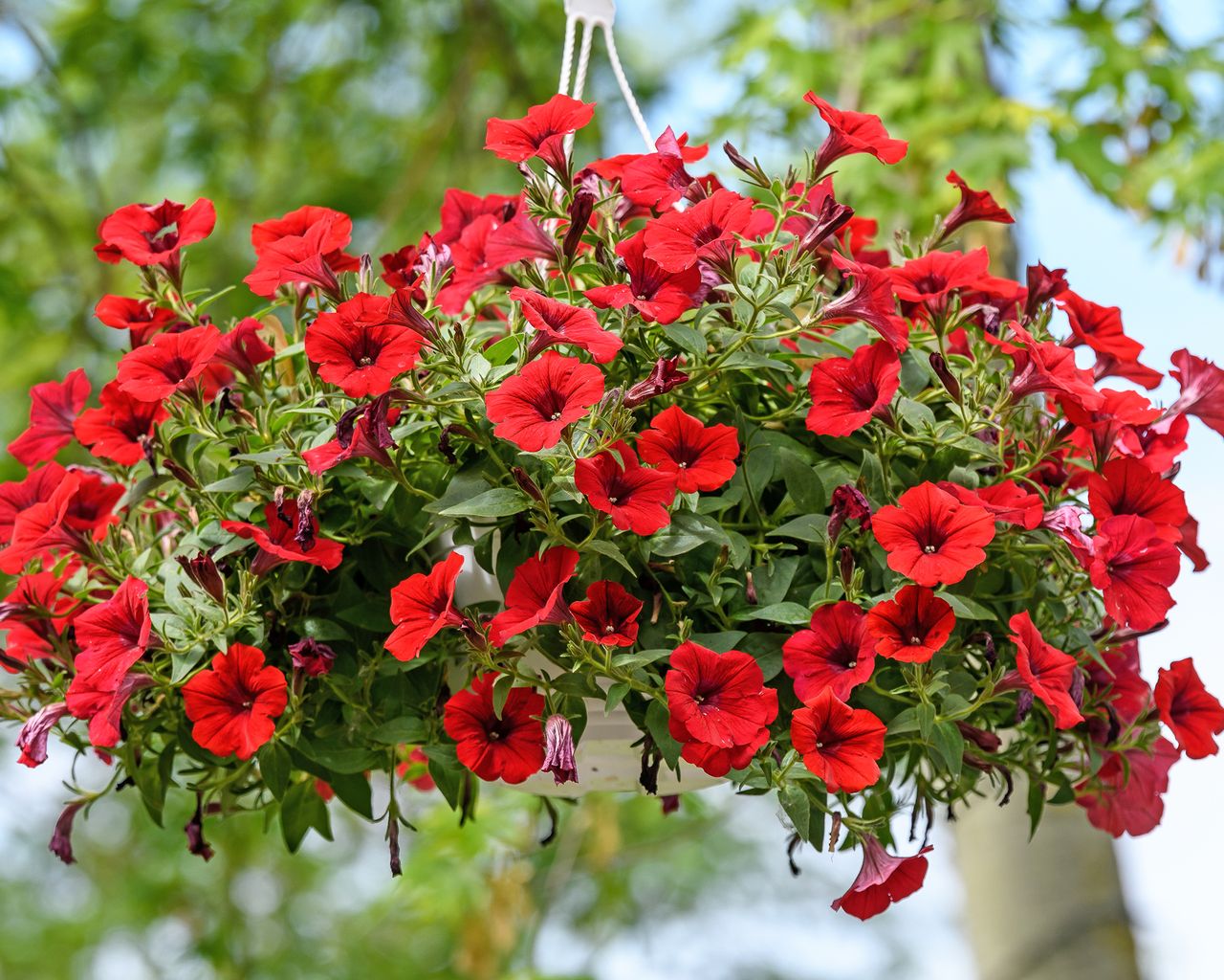 Best Trailing Plants For Hanging Baskets | Gardening Know How