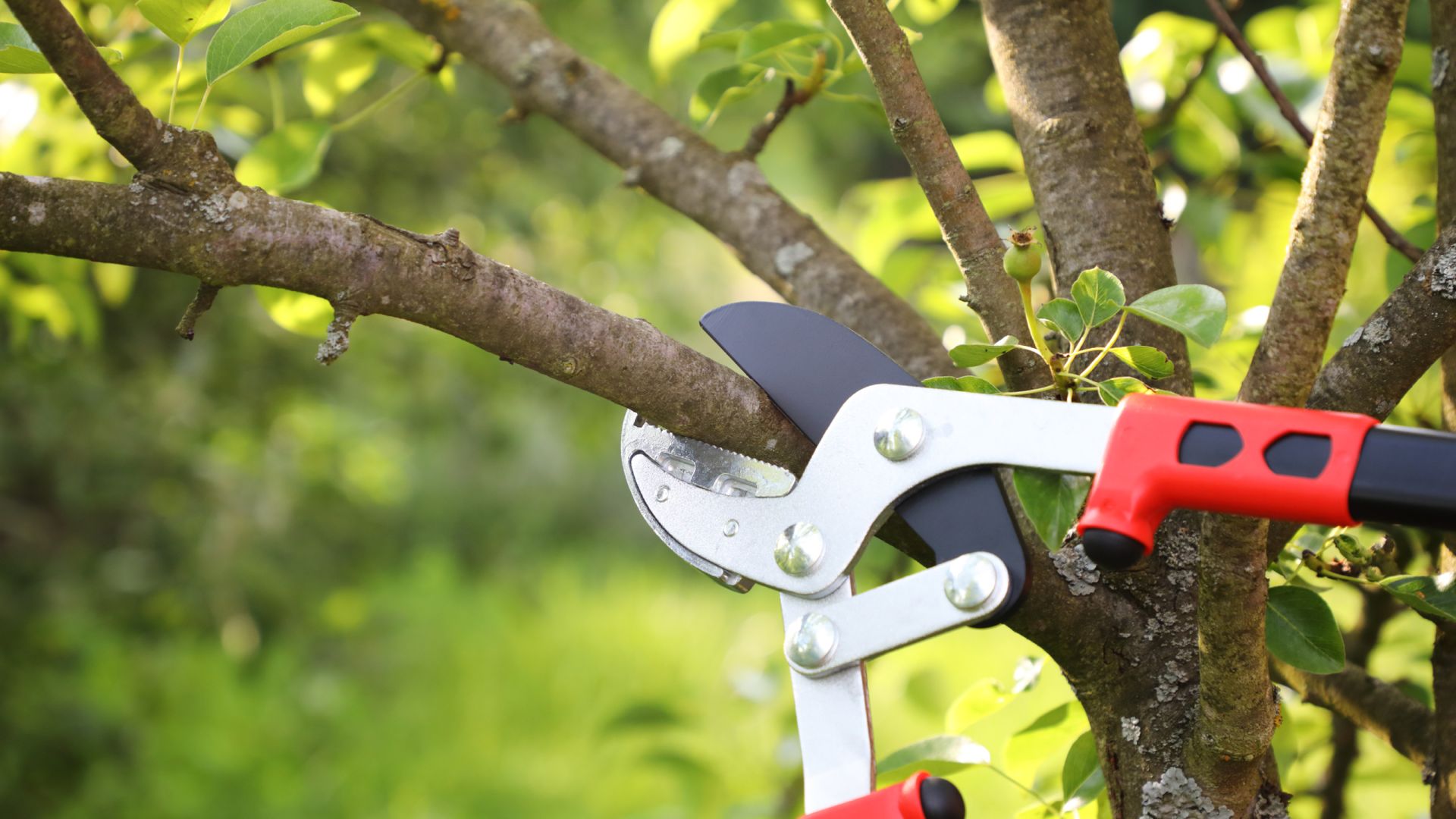 Crown-Raising Trees to Let More Light Into Your Landscape | Gardening ...