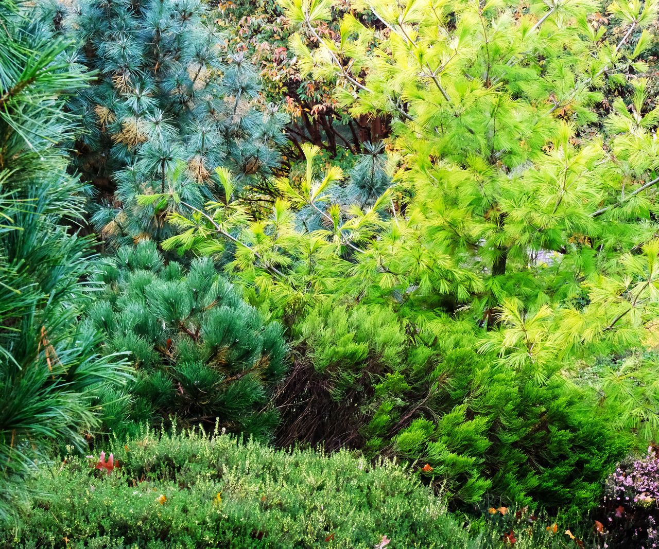 The best pine trees – 11 choices for yards of all sizes | Homes and Gardens