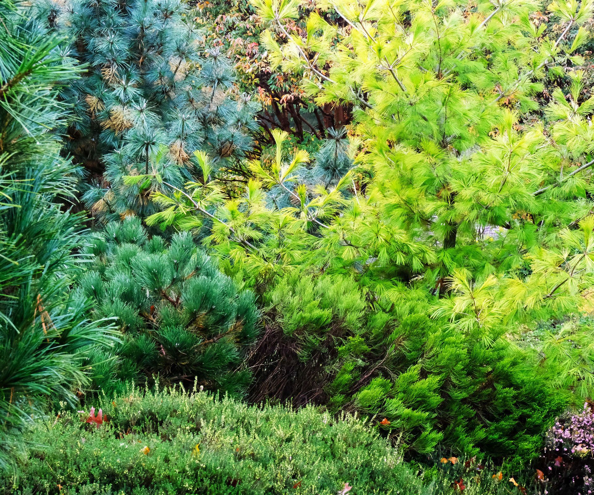 The best pine trees – 11 choices for yards of all sizes | Homes and Gardens
