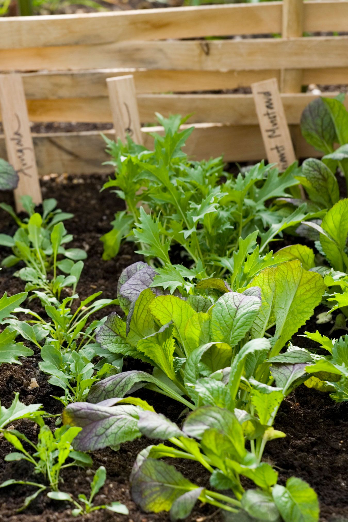 Modern vegetable garden ideas | Livingetc