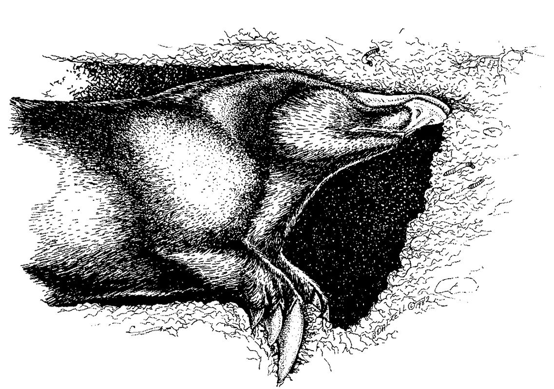 In Images: 'Field Guide' Showcases Bizarre and Magnificent Prehistoric ...