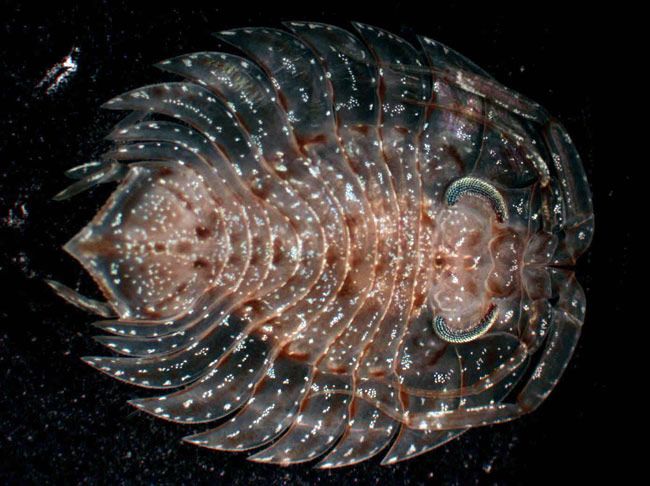 Image Gallery: Alien Life of the Antarctic | Live Science