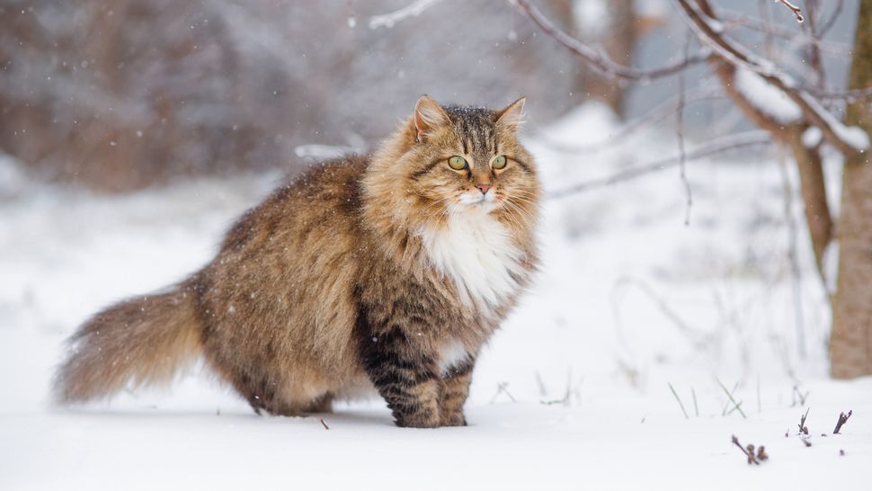 32 fun facts about Siberian Forest cats | PetsRadar