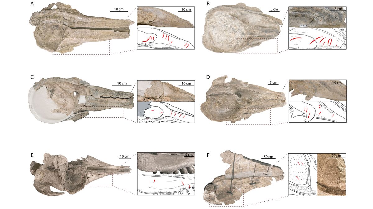 What was megalodon's favorite snack? Sperm whale faces | Live Science