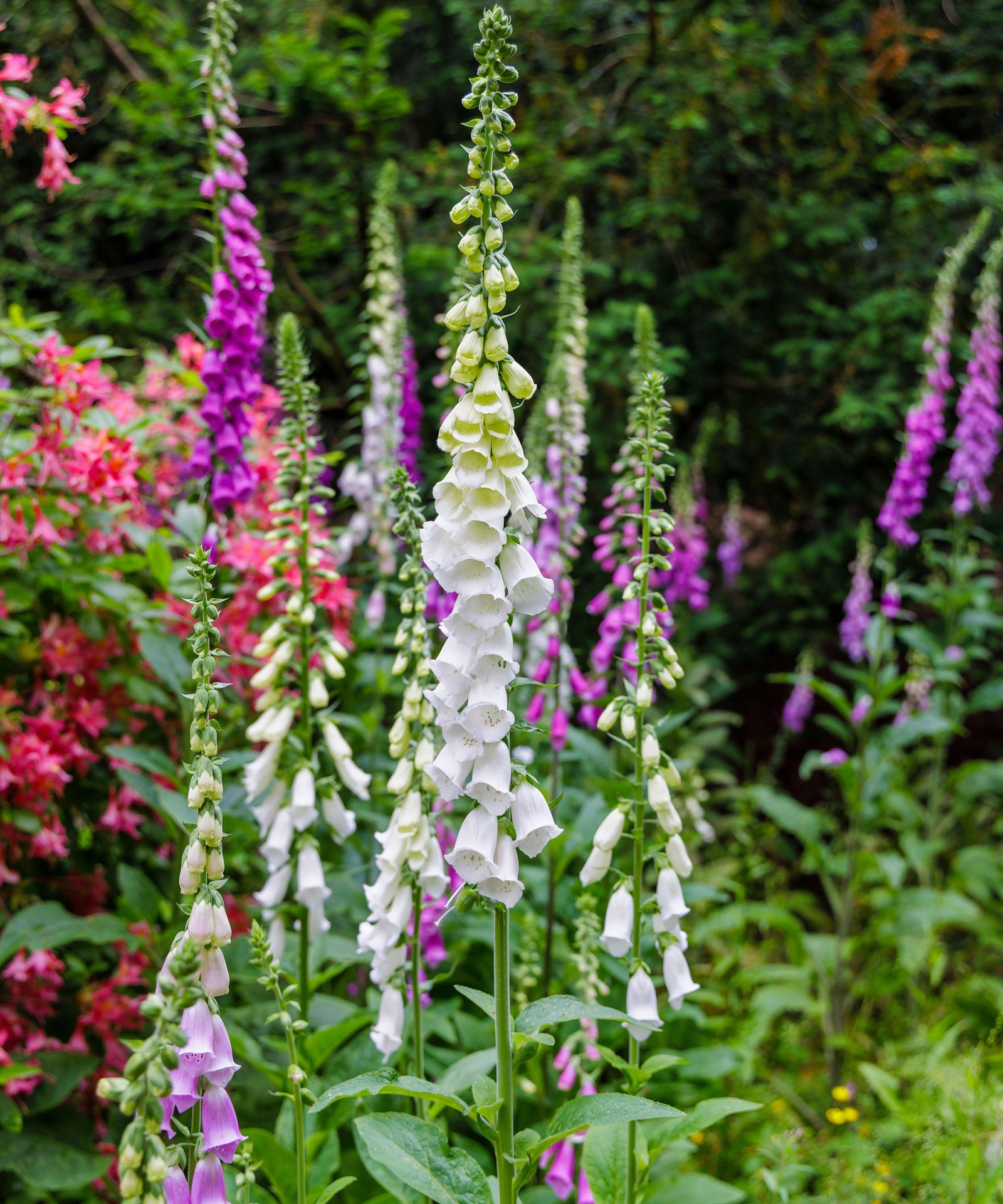 Foxgloves care and growing guide: tips for beautiful blooms | Gardeningetc