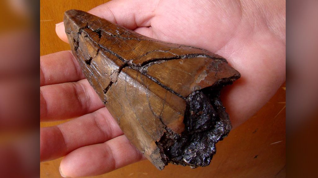 Ancient caiman with 'no parallel in the modern world' left 46 bite ...