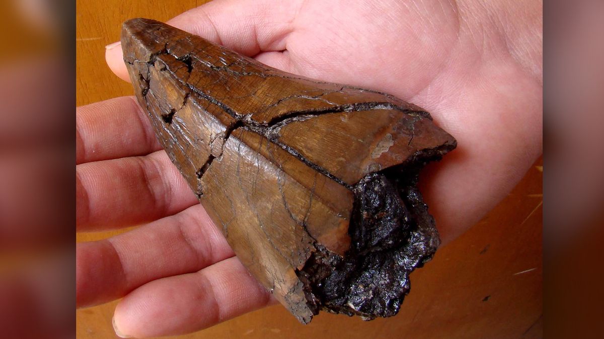 Ancient caiman with 'no parallel in the modern world' left 46 bite ...