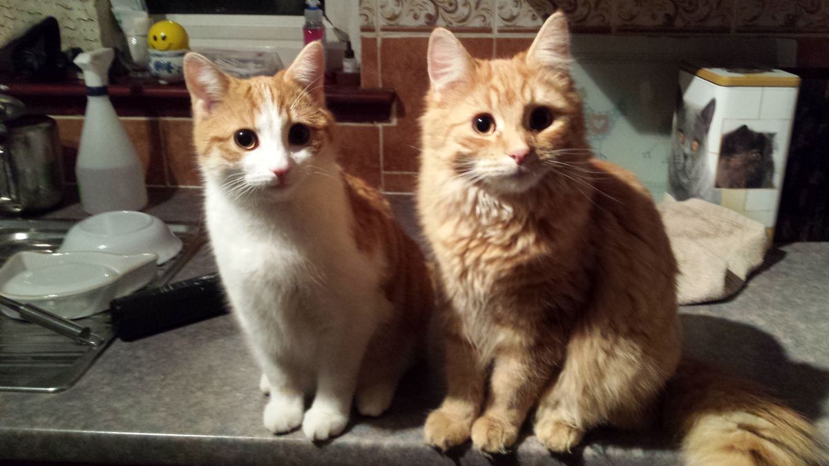 Ridiculously Cute Photos of Mother Cats and Kittens | Live Science