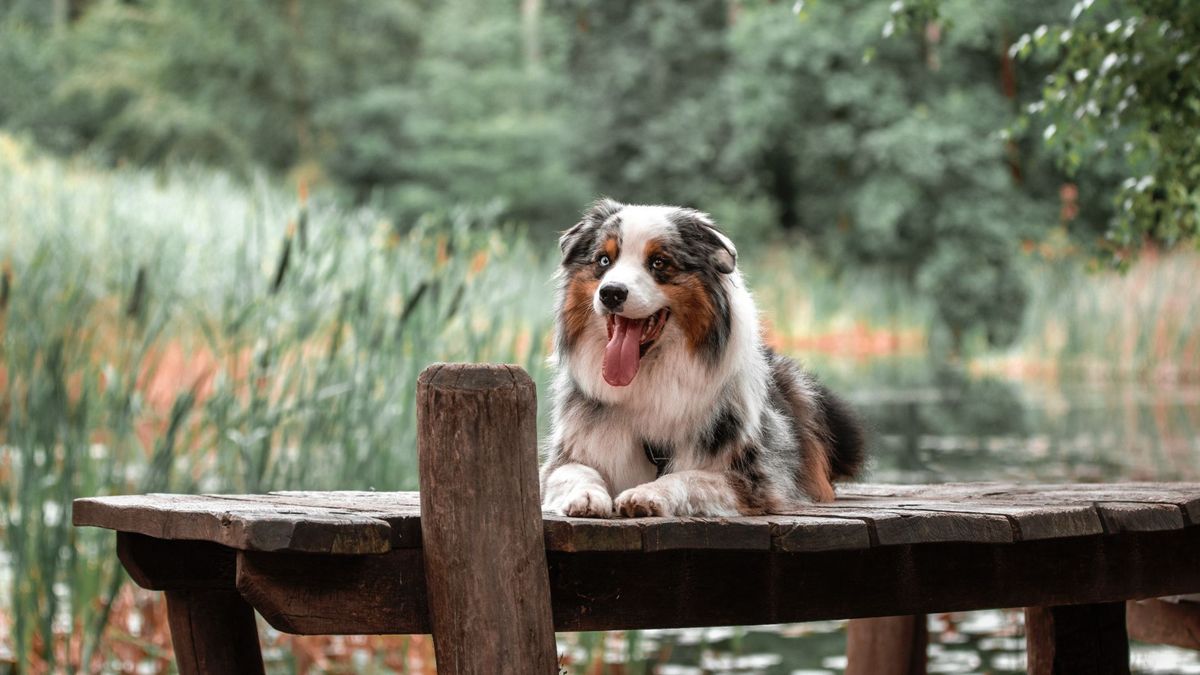 Best farm dogs for herding, protection and pest control | PetsRadar