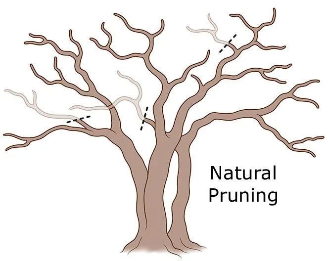 Crepe Myrtle Pruning Guide: Everything You Need To Know | Gardening ...