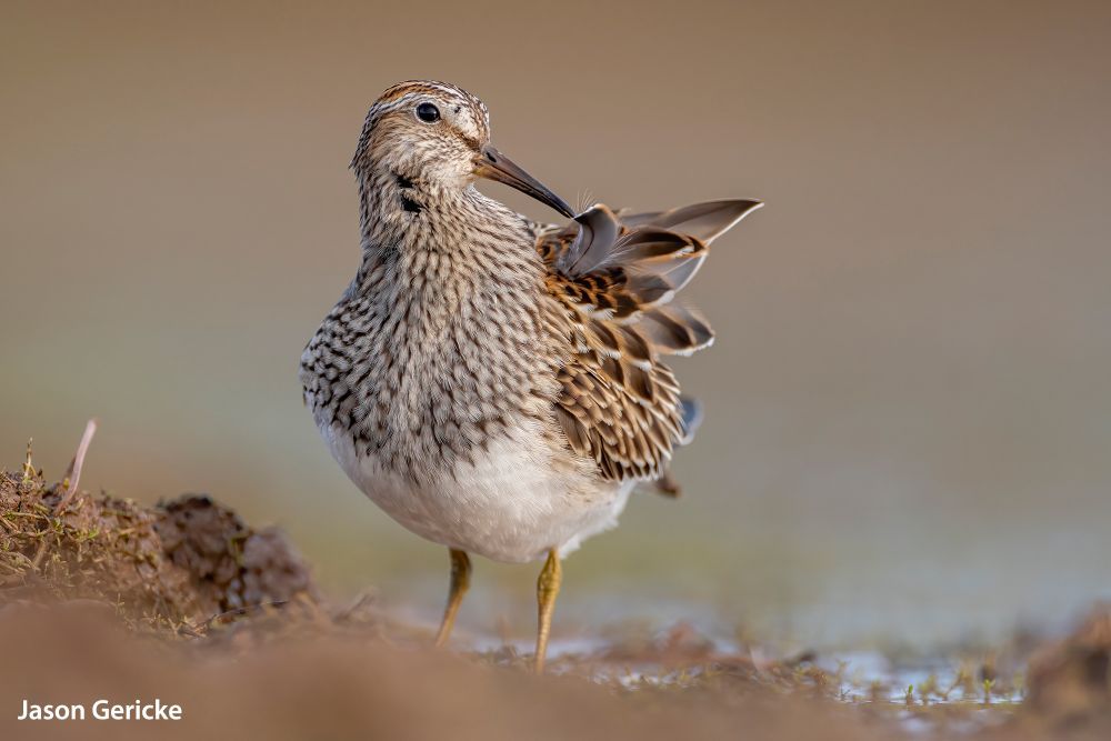 Piping Plover chick lands latest bird photography award | Digital ...