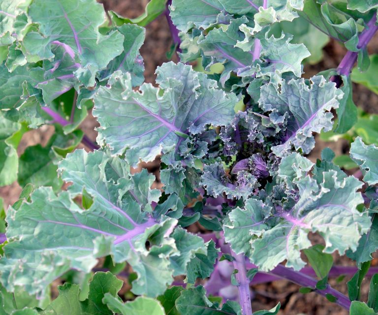 How to grow kalettes - tips for a successful crop | Homes and Gardens