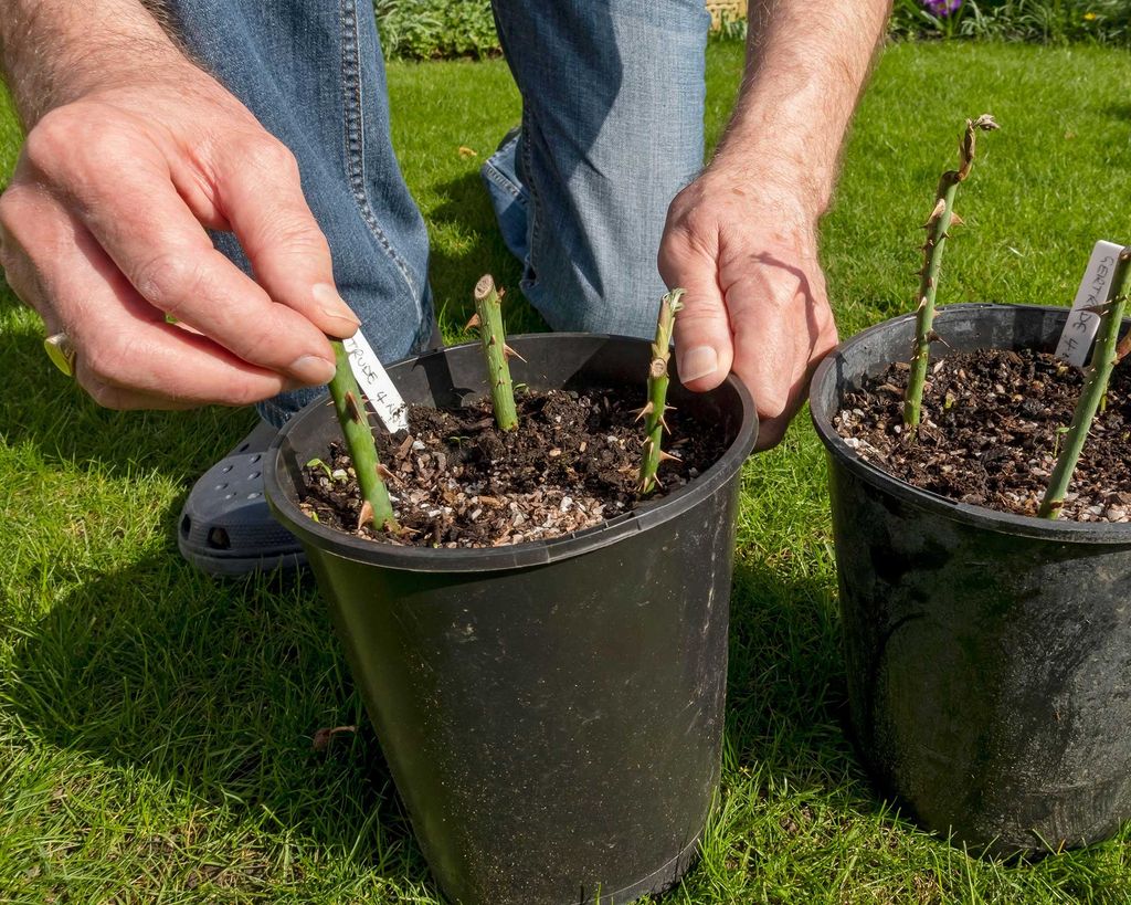 Heirloom roses: top tips for these classic blooms | Gardeningetc