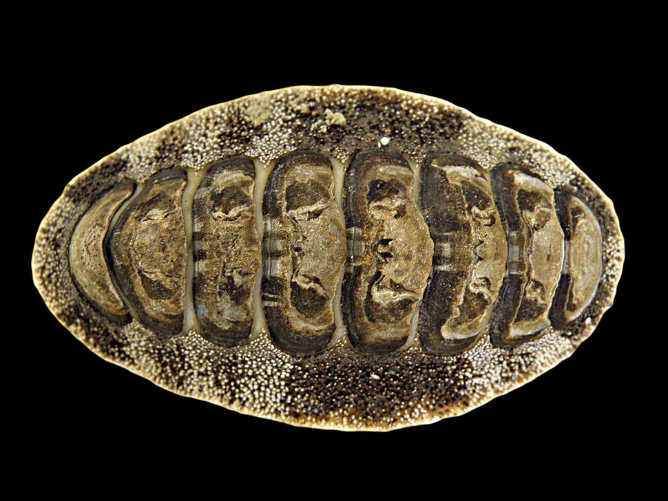 Weird Sea Mollusk Sports Hundreds of Eyes Made of Armor | Live Science