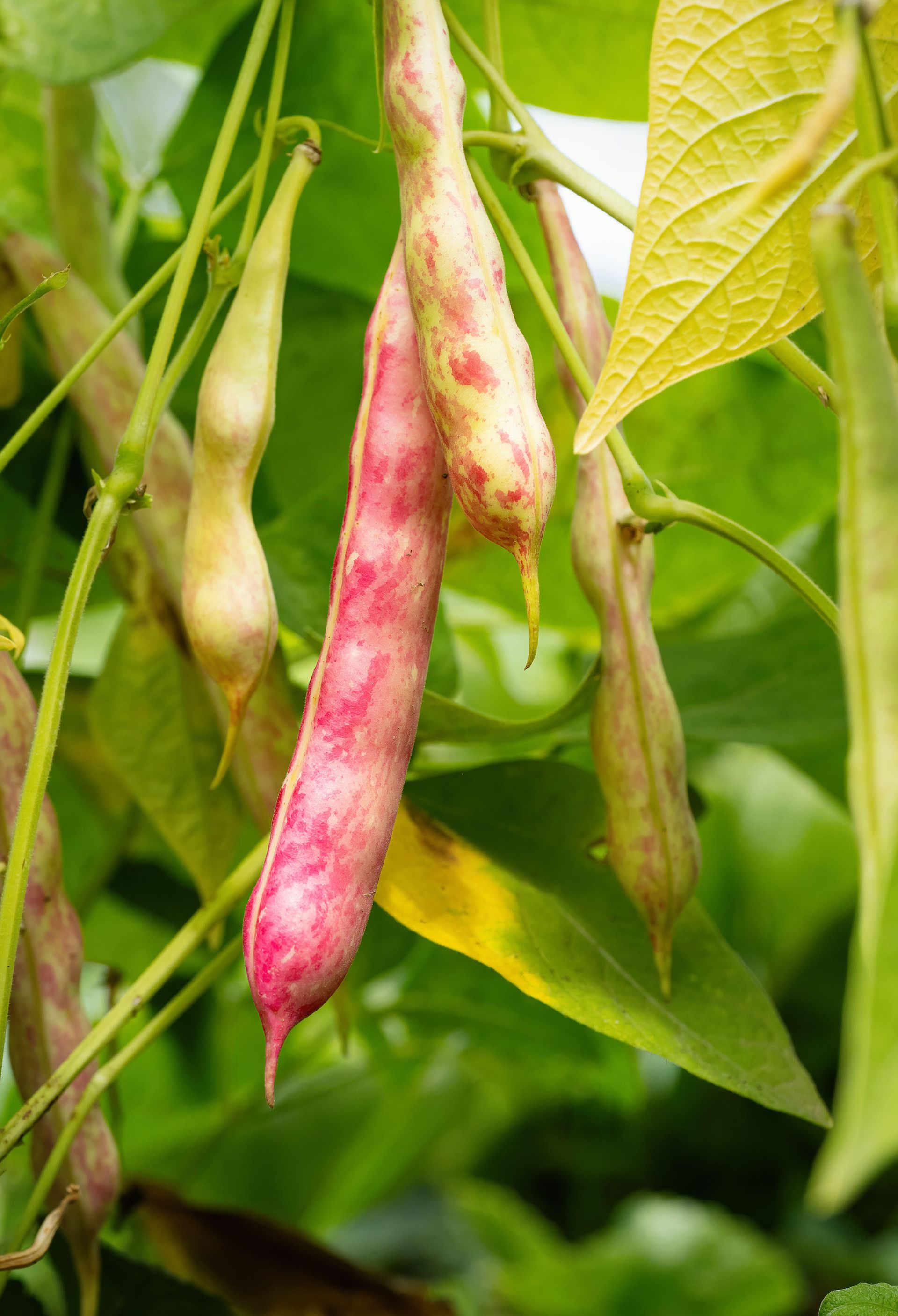 How to grow kidney beans – a healthy inclusion to the home garden ...