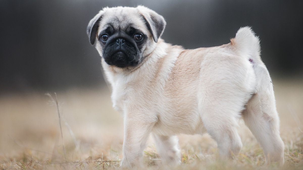 32 best dogs for extroverts | PetsRadar