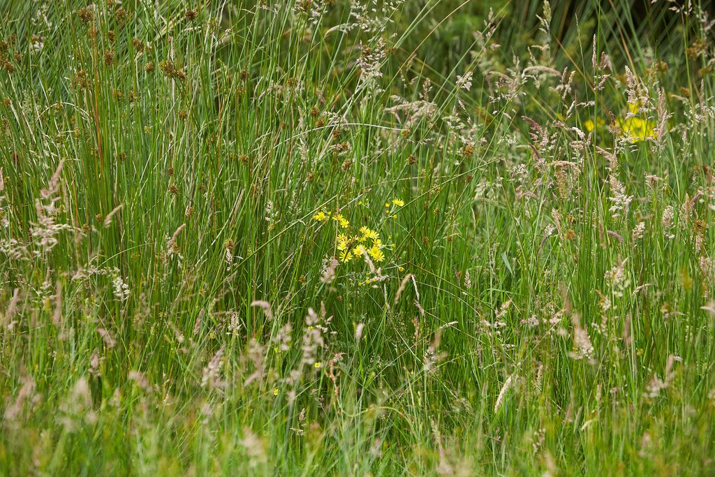 Best fast-growing grass seeds: 10 seeds and sod for your lawn | Homes ...