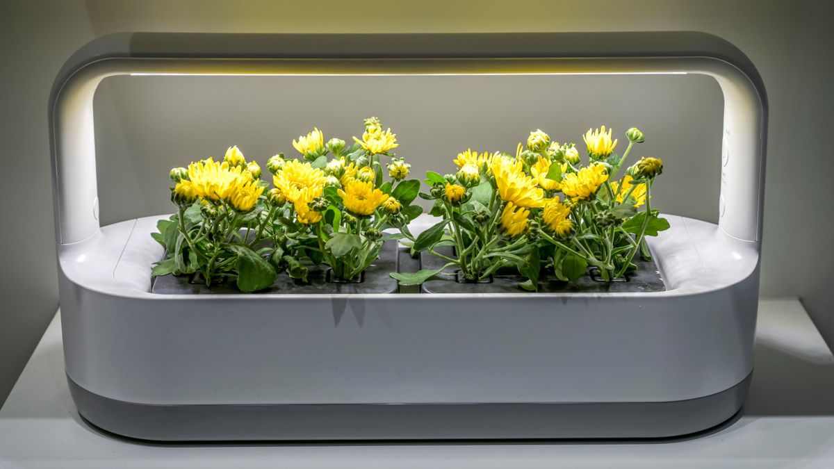 The LG tiiun indoor garden is perfect for year-round growth | Ideal Home