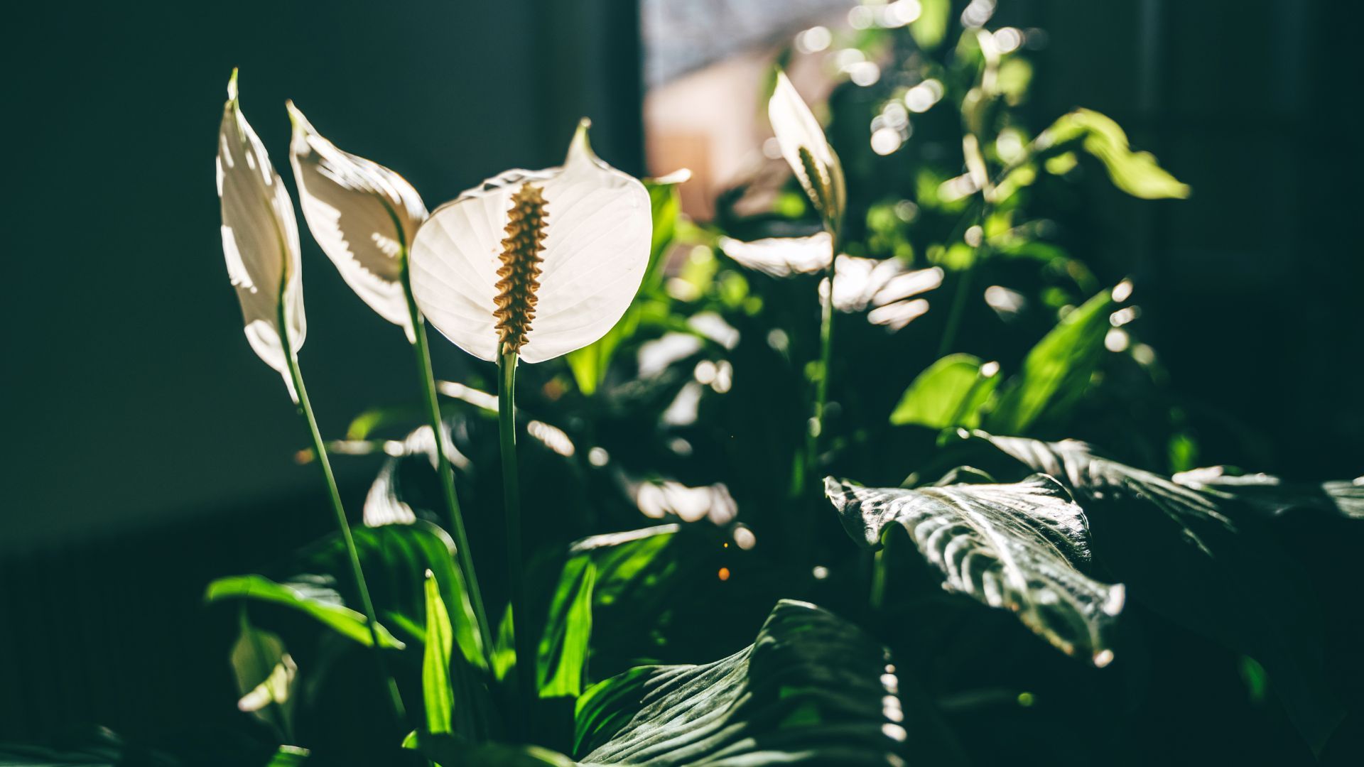 The 33 best indoor plants for your health and wellbeing | Woman & Home