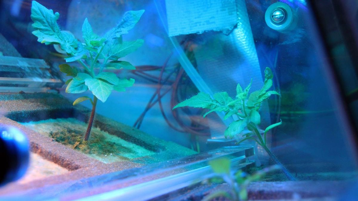 Space Farming: Satellite's Greenhouses to Simulate Moon, Mars Gravity ...