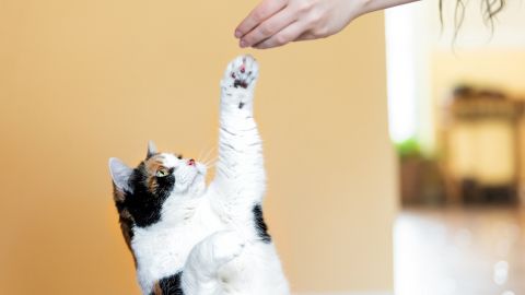 32 worst things about owning a cat | PetsRadar