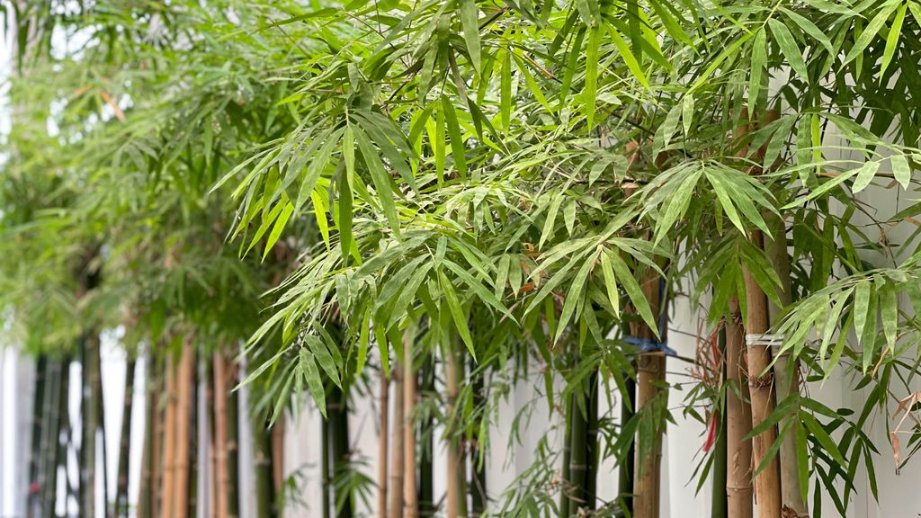 7 best plants for surviving high winds | Tom's Guide