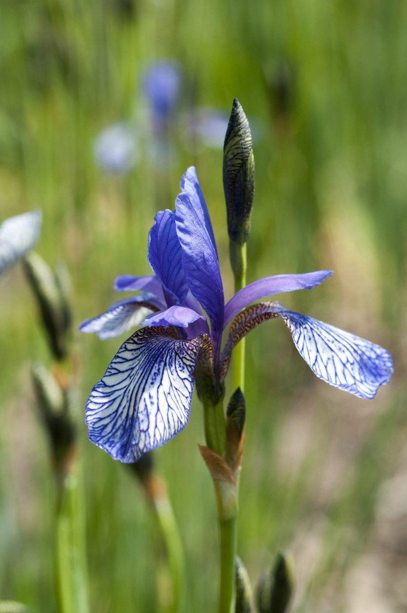 Growing Irises In Zone 5: How To Grow Iris Plants In Cold Climates ...