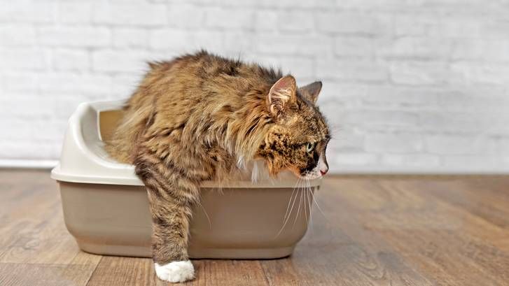 Is your cat allergic to litter? Vet explains signs and treatment ...