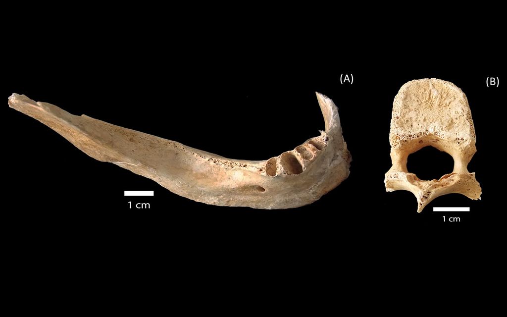 Human Bone Reveals How Much Radiation Hiroshima Bomb Released — And It ...