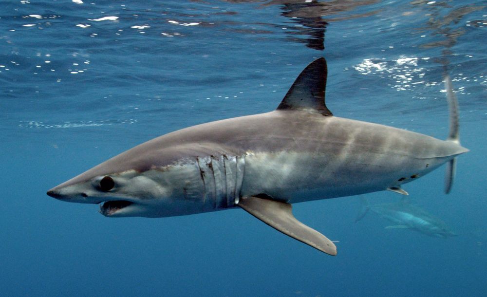 In Photos: The Stunning Sea Life 'Stars' of 'Big Pacific': Page 2 ...