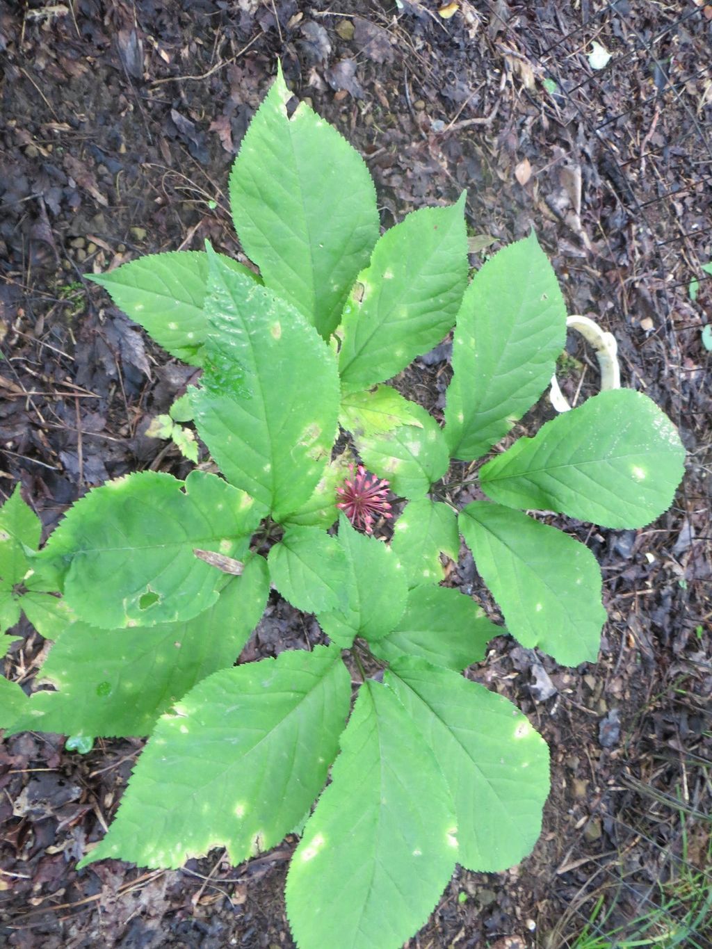 Treating A Sick Ginseng Plant: Troubleshooting Common Diseases Of ...