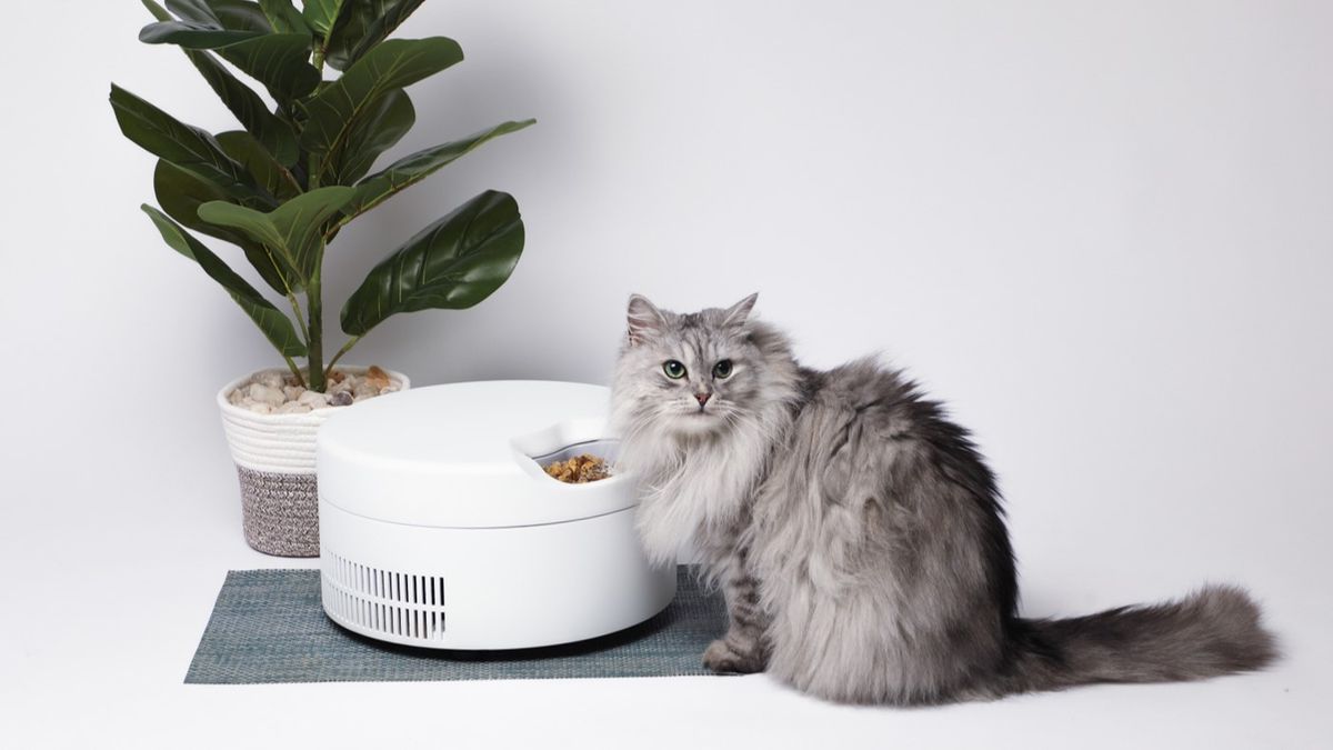 This smart wet food dispenser keeps my cat's dinner chilled – and me ...