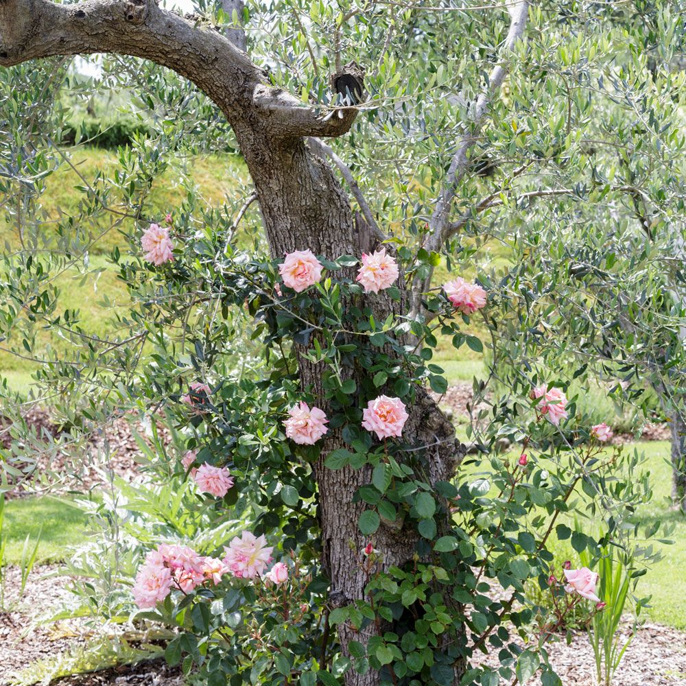 Easy climbing plant ideas to elevate garden planting schemes | Ideal Home