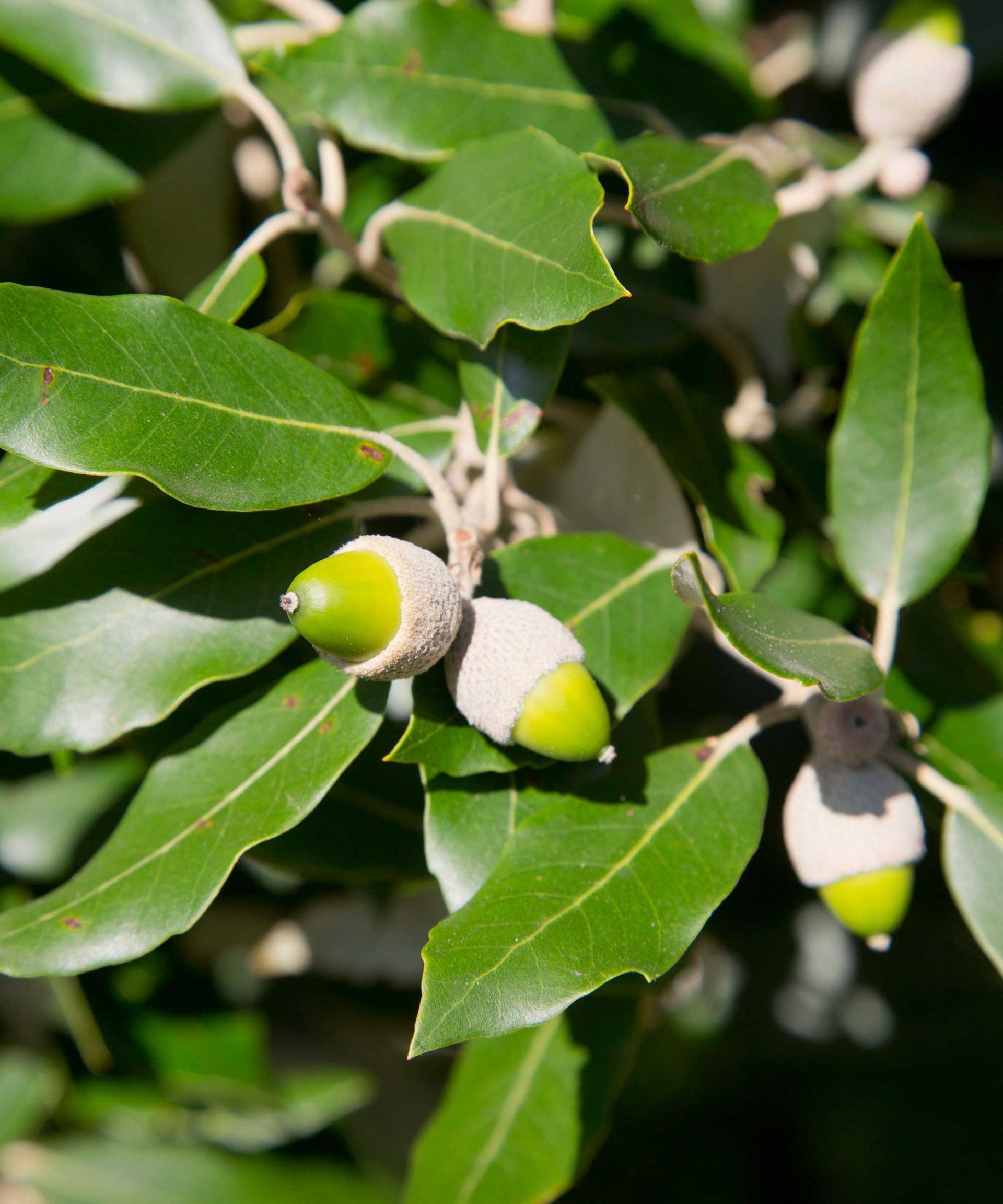 Best hedging plants: 10 choices for beautiful boundaries | Homes and ...
