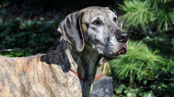 Brindle dog breeds with distinctive tiger-striped markings | PetsRadar