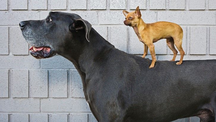 The seven biggest dog breeds in the world: Meet these giants | PetsRadar