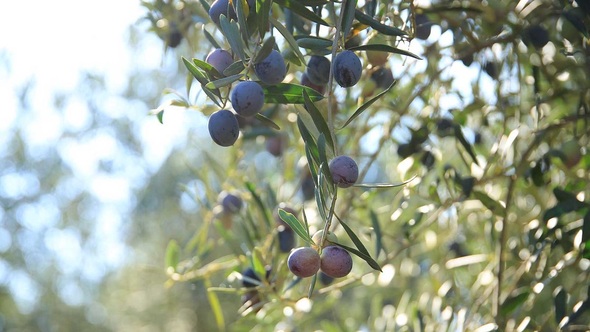 How to propagate olive trees: experts explain | Homes and Gardens