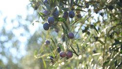 How to protect an olive tree in winter: expert advice | Homes and Gardens