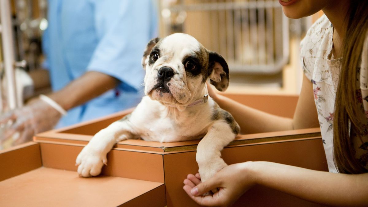 Dog ownership laws and pet rules in the US | PetsRadar