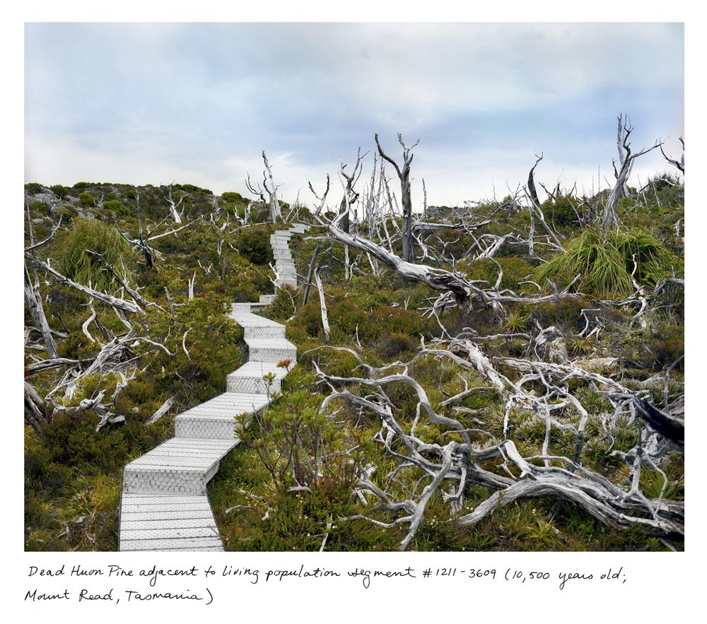 Gallery: Oldest Living Things in the World | Live Science